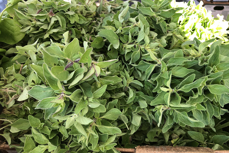Herb, Oregano – 1 bunch – Local Harvest Delivery