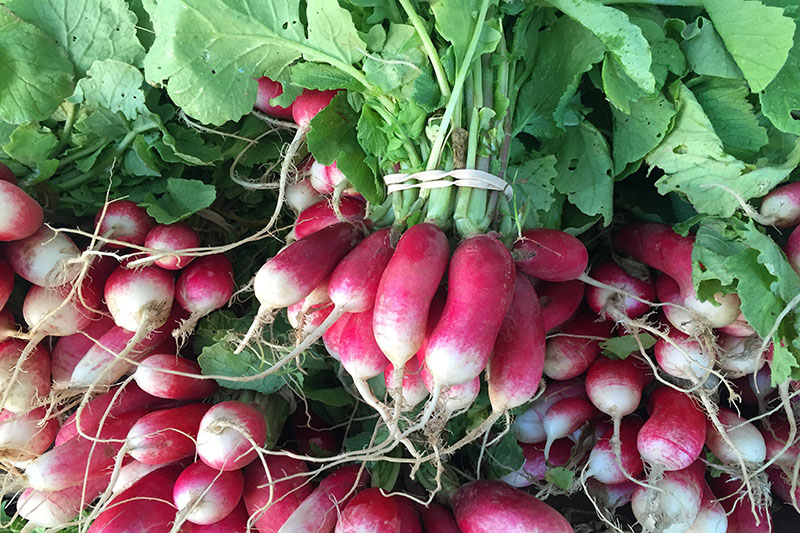 Radishes – 1 bunch