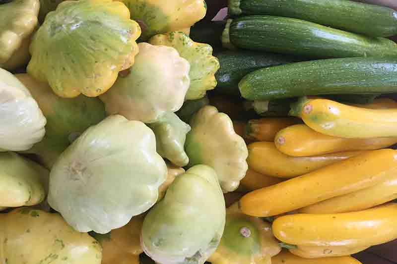 Squash, Summer – 1 lb