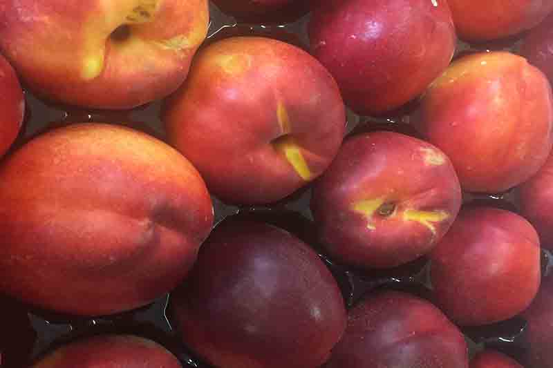 Stone Fruits, Nectarines or Nectaplum – 1lb – Local Harvest Delivery